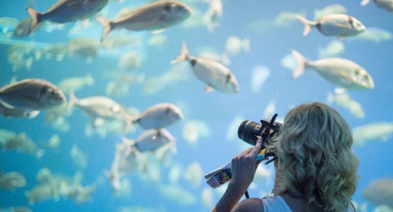 Palma: Palma Aquarium Ticket with Transfer Service - Value and Practical Considerations
