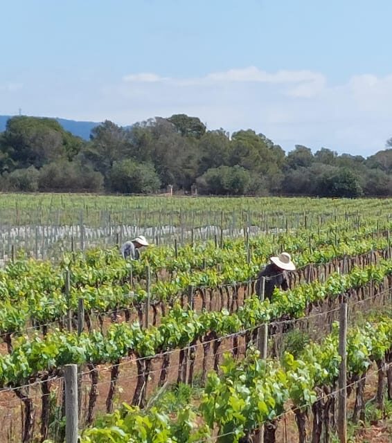 Palma: QI GONG at BODEGAS BORDOY - What Makes This Experience Special?