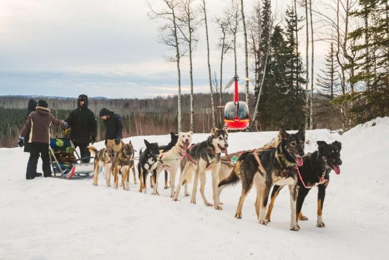 Palmer: "Dogs and Glaciers" Sledding and Helicopter Tour - The Value and Who It’s For