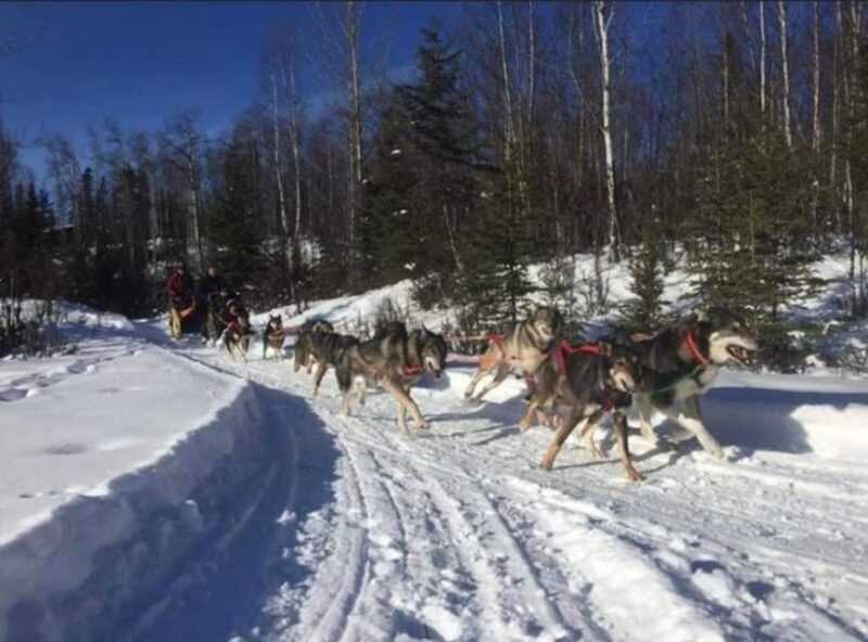 Palmer: "Dogs and Glaciers" Sledding and Helicopter Tour - Key Points