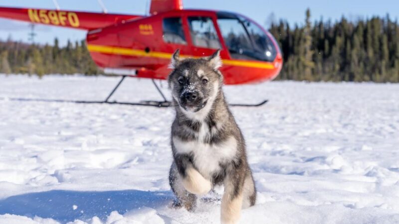Palmer: "Dogs and Glaciers" Sledding and Helicopter Tour - Authenticity and What Sets This Tour Apart