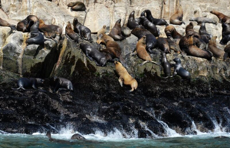 Palomino Islands Yacht Tour and swim alongside the sea lions - Why This Tour Offers Real Value