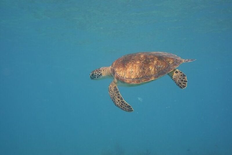 Panama City Beach: Beginners Scuba Diving Tour - Authentic Feedback from Participants