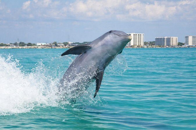 Panama City Beach Dolphin Cruise - Final Thoughts on Value and Experience