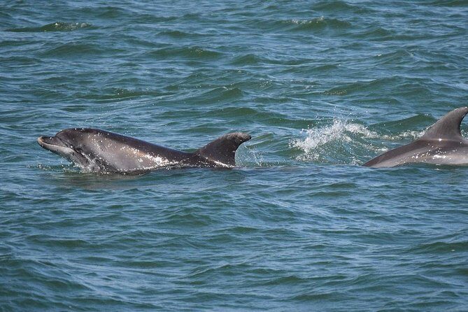 Panama City Beach Dolphin Sightseeing Sail - Who Will Love This Tour?