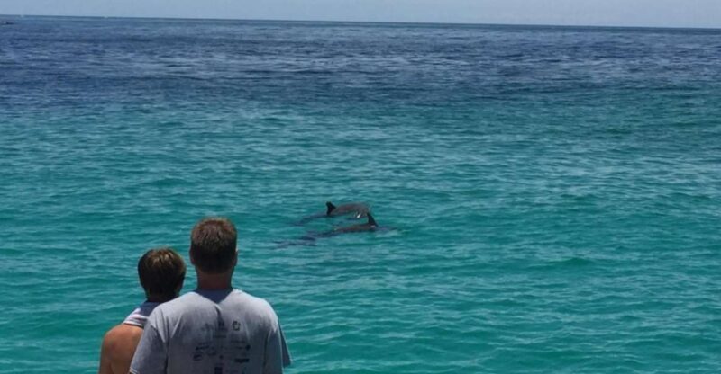 Panama City Beach: Dolphin Sightseeing Sail on the Footloose - Key Points