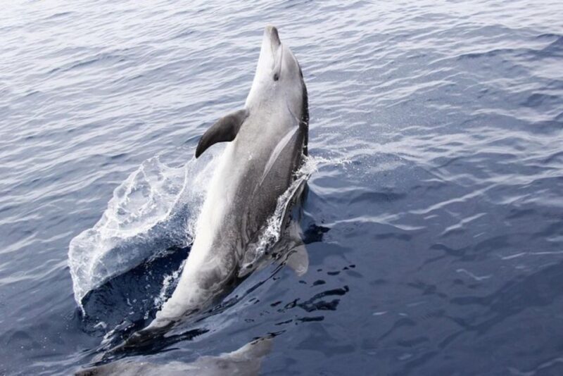 Panama City Beach: Dolphin Sightseeing Sail on the Footloose - The Departure and Meeting Point