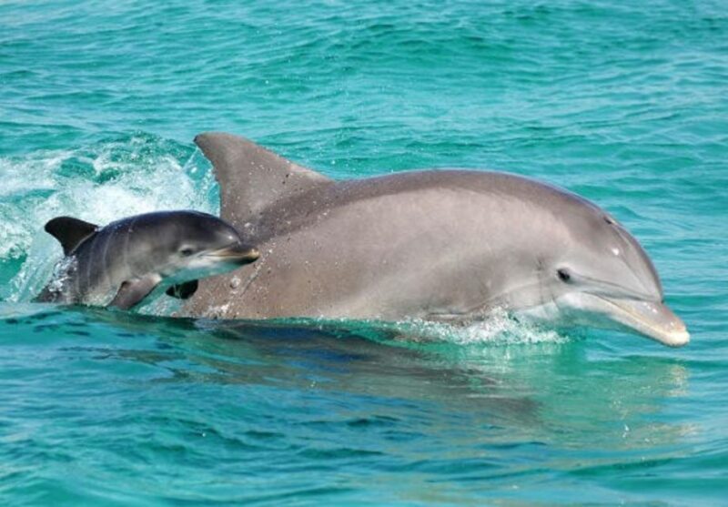 Panama City Beach: Dolphin Sightseeing Sail on the Footloose - The Experience of Dolphin Watching