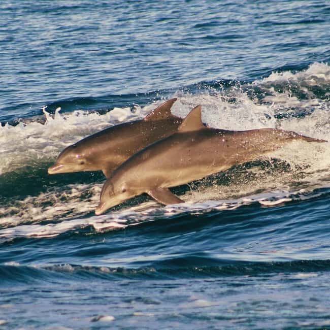 Panama City Beach: Dolphin Watching and Snorkeling Tour - Key Points