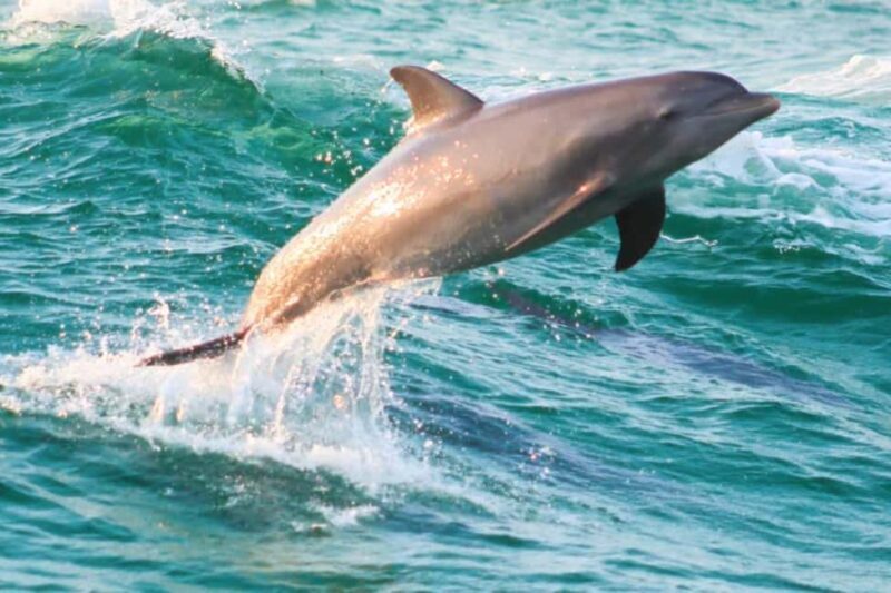 Panama City Beach: Dolphin Watching and Snorkeling Tour - An Authentic Look at the Tour Experience