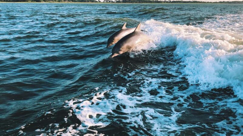 Panama City Beach: Dolphin Watching and Snorkeling Tour - Who Should Consider This Tour?