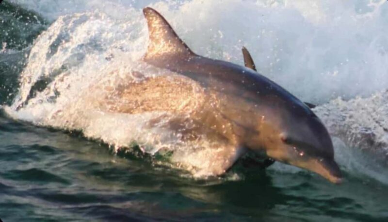 Panama City Beach: Dolphin Watching and Snorkeling Tour - Final Thoughts