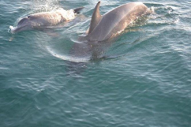 Panama City Beach Sunset Sail on The Footloose Catamaran - Key Points