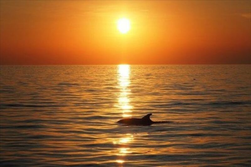 Panama City Beach: Sunset Sail on the Privateer Catamaran - The Experience: Relaxation, Wildlife & Scenic Beauty