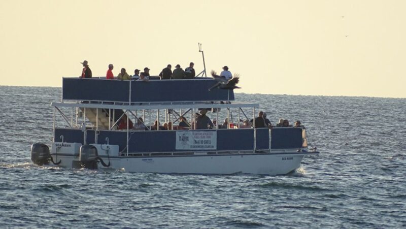 Panama City: Sunset Dolphin Cruise in St. Andrews Bay - FAQs