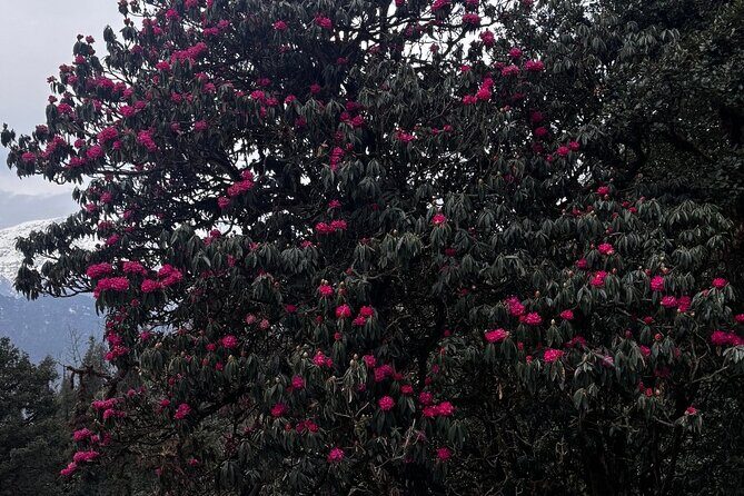 Panch Kedar Yatra Multi Day Tour from Dehradun - The Itinerary in Detail