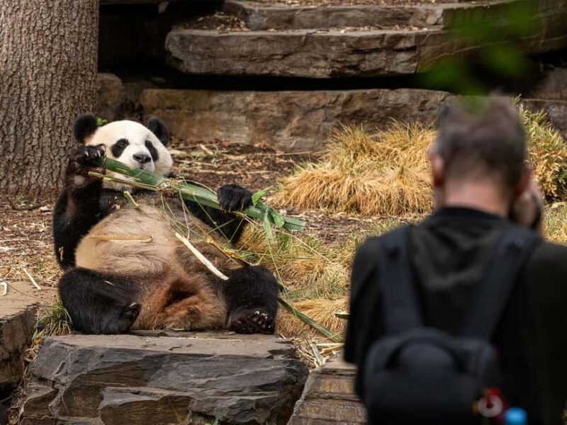 Panda & Friends Tour and a Day at Adelaide Zoo - The Worth of the Price