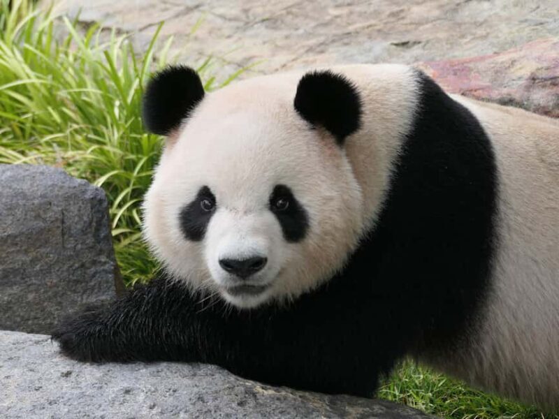 Panda & Friends Tour and a Day at Adelaide Zoo - Who Will Love This Tour?