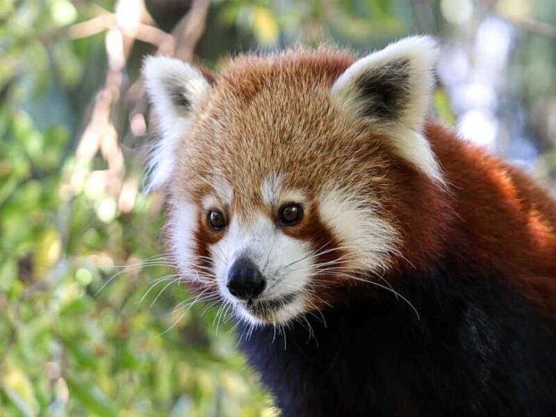 Panda & Friends Tour and a Day at Adelaide Zoo - Final Thoughts: Why Choose the Panda & Friends Tour?