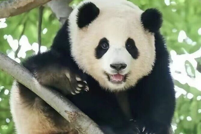 Panda, Leshan, and Emei Mountain 2-day tour - Practicalities for Travelers