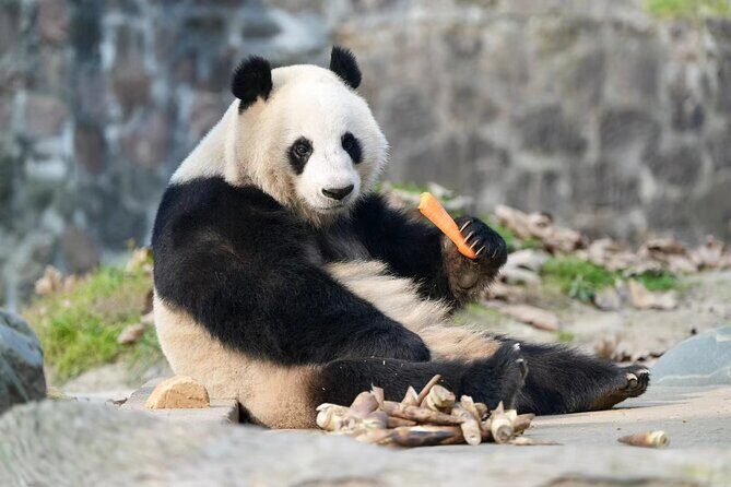 Panda, Leshan, and Emei Mountain 2-day tour - Who Should Consider This Tour?