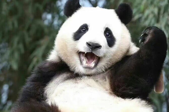 Panda, Leshan, and Emei Mountain 2-day tour - Final Thoughts