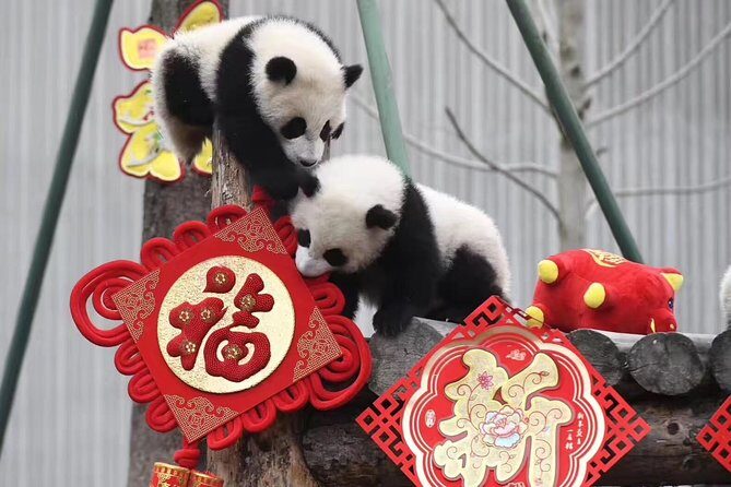 Panda Volunteer expperience in Dujiangyan or Wolong Panda Base - What Makes This Experience Stand Out?