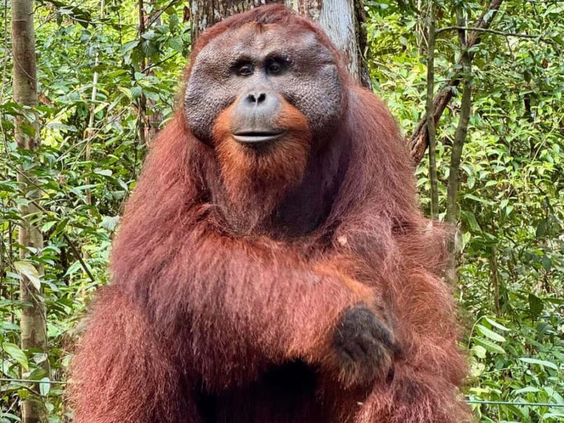 Pangkalan Bun Tanjung Puting Orangutan Day Tour by Speedboat - Key Points