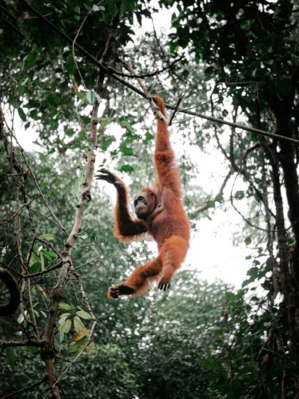 Pangkalan Bun Tanjung Puting Orangutan Day Tour by Speedboat - Exploring the Experience in Detail