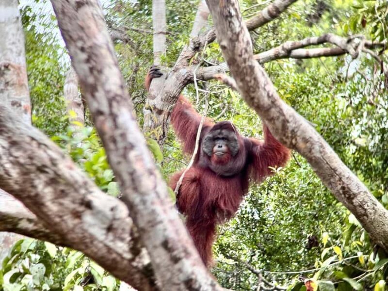 Pangkalan Bun Tanjung Puting Orangutan Day Tour by Speedboat - FAQs
