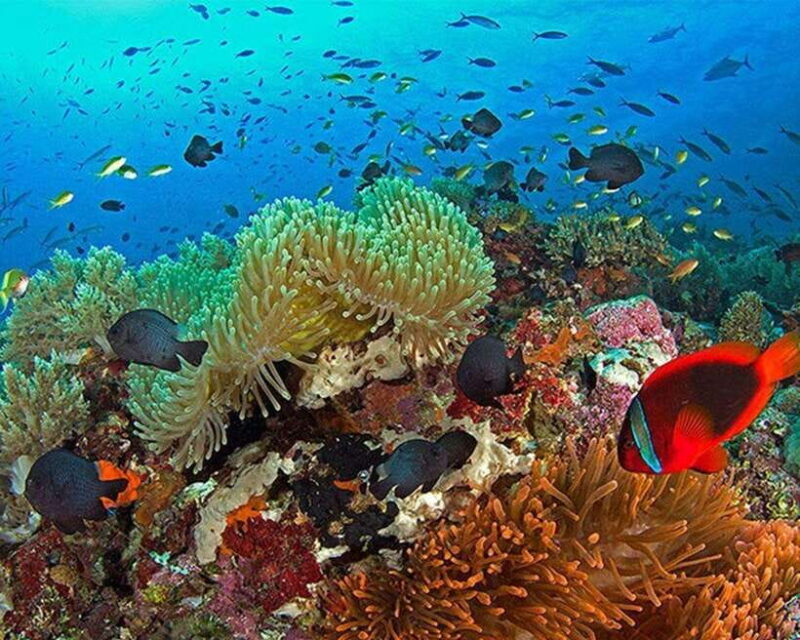 Panglao Bohol: Balicasag Island Hopping & Dolphin Watching - Who is This Tour Best For?