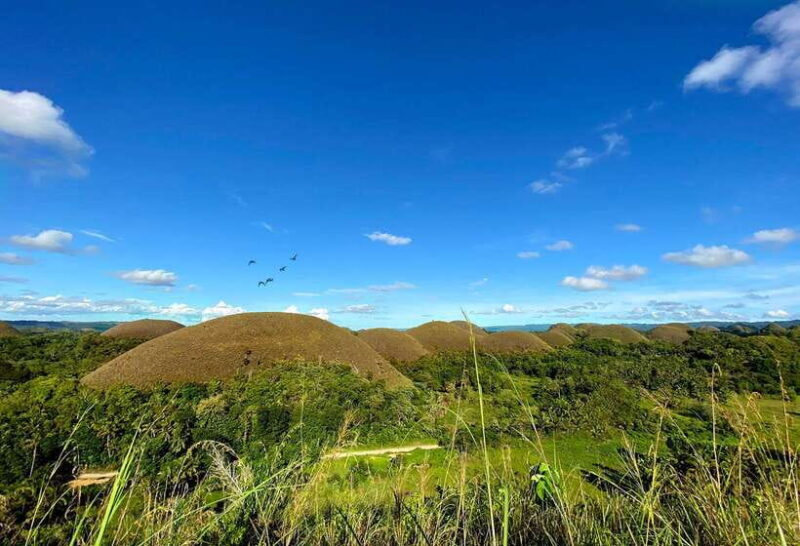 Panglao: Dao, Forests, and Tarsier Sanctuary Tour with Lunch - An In-Depth Look at the Tour Experience