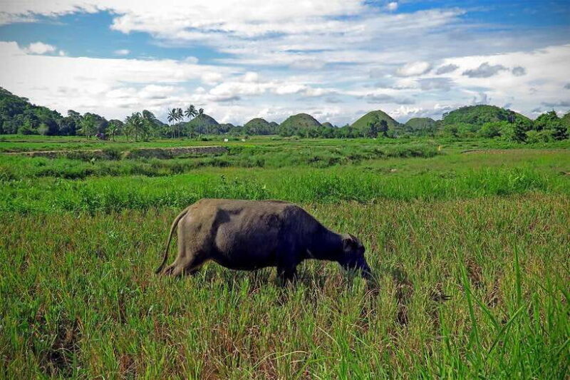 Panglao: Dao, Forests, and Tarsier Sanctuary Tour with Lunch - FAQ