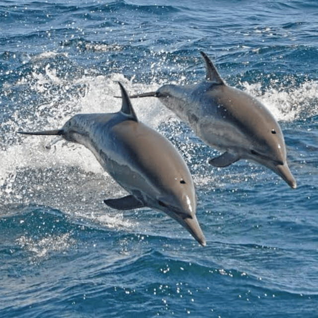 Panglao: Island Hopping w/Balicasag (Shared) - How It Compares to Other Experiences