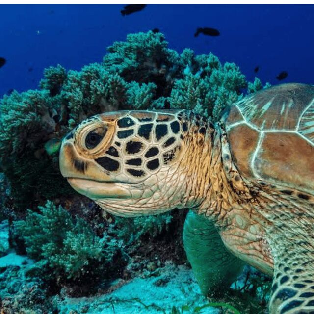 Panglao: Island Hopping w/Balicasag (Shared) - Frequently Asked Questions