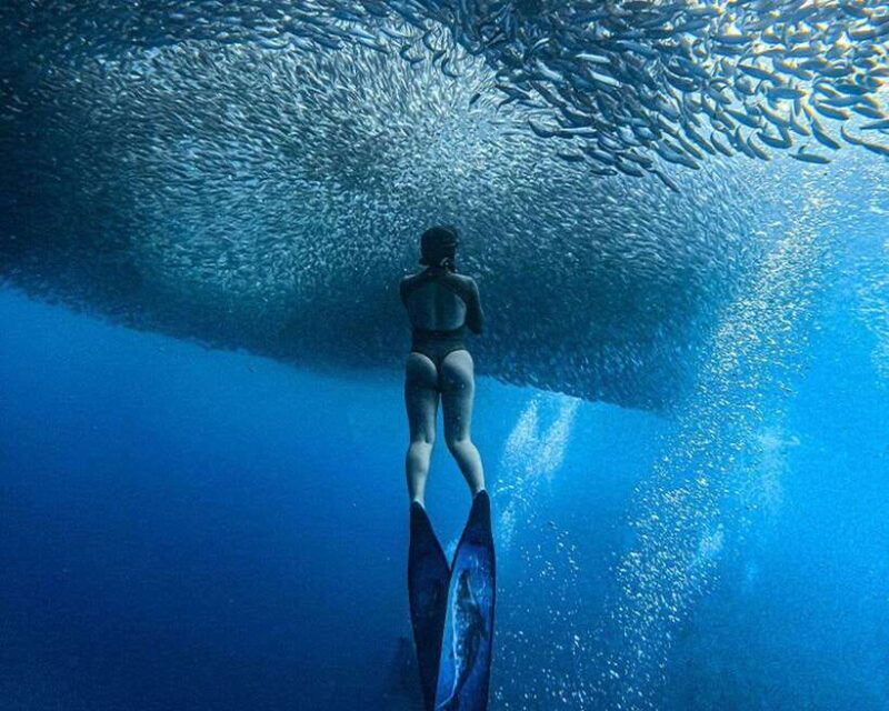 Panglao: Napaling Reef and Sardines Freediving Experience - The Panglao Freediving Highlight: Napaling Reef and Sardines