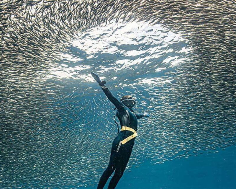 Panglao: Napaling Reef and Sardines Freediving Experience - The Cost and Its Value