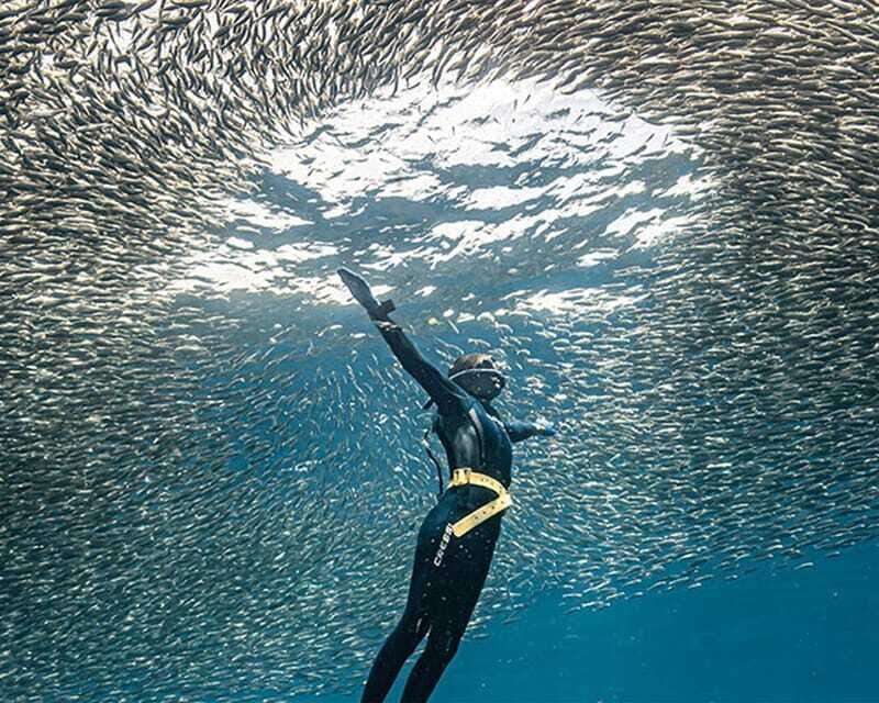 Panglao: Napaling Reef and Sardines Freediving Experience - Who Will Love This Tour?