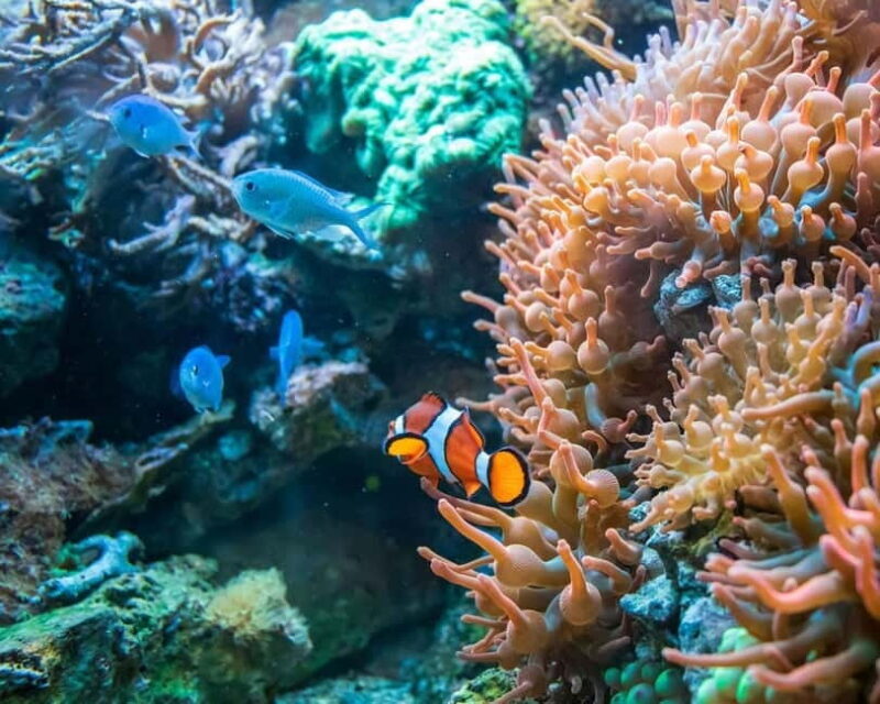 Panglao: Snorkeling at NapalingReef with Sardines Experience - Practical Tips for Travelers