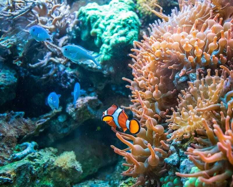 Panglao: Snorkeling at NapalingReef with Sardines Experience - The Sum Up