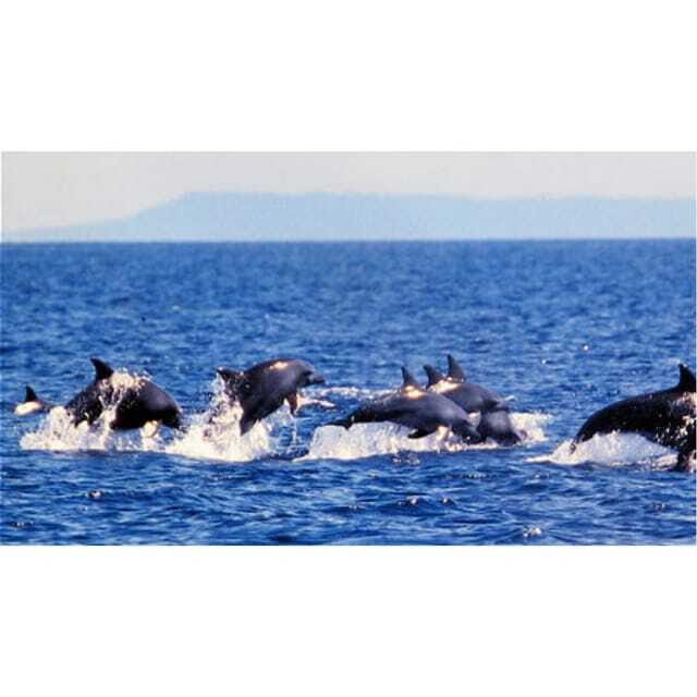 Panglao:Balicasag Island Tour with Turtle & Dolphin Watching - Key Points