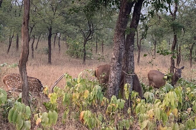 Panna National Park and Tiger Reserve Jeep Safari from Khajuraho - The Sum Up: Is It a Good Choice for You?