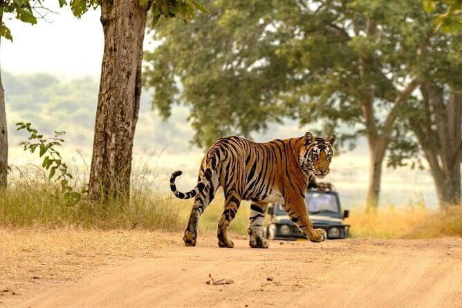 Panna National Park Tiger Safari with Transfer from Khajuraho - Introduction