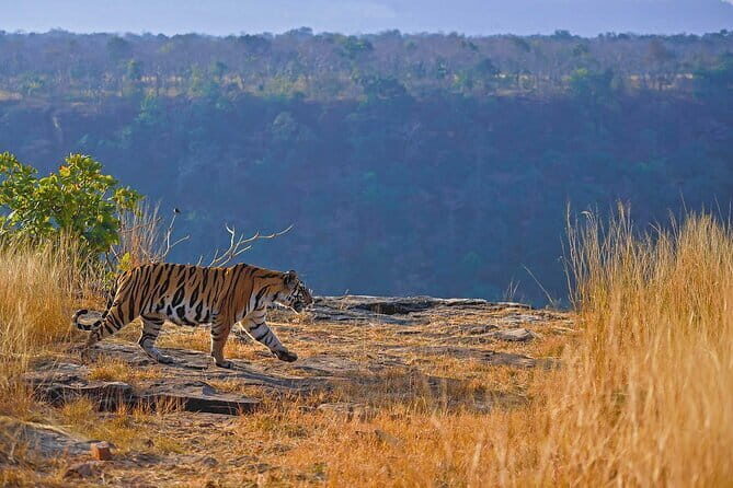 Panna National Park Tiger Safari with Transfer from Khajuraho - Why You Should Think Twice or Dive In