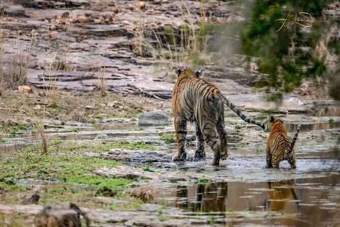 Panna National Park Tiger Safari with Transfer from Khajuraho - FAQ