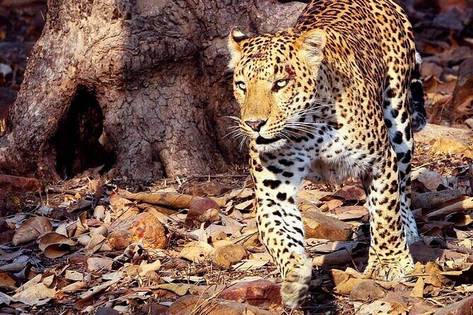 Panna Tiger Reserve National Park Jeep Safari from Khajuraho - The Wildlife and Birdwatching Experience