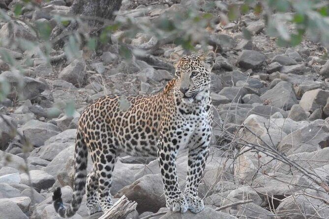 Panna Tiger Reserve National Park Jeep Safari from Khajuraho - The Experience of Wildlife Spotting