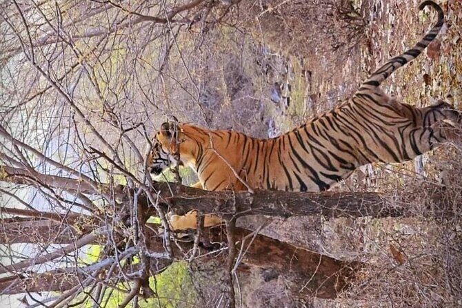 Panna Tiger Reserve National Park Jeep Safari from Khajuraho - Who Should Consider This Safari?