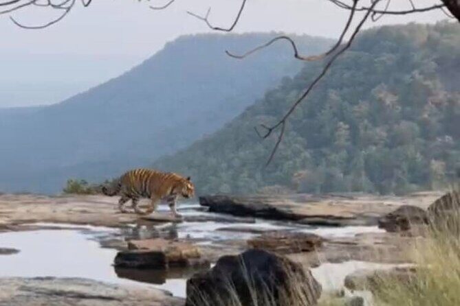 Panna Tiger Reserve National Park Jeep Safari from Khajuraho - The Sum Up