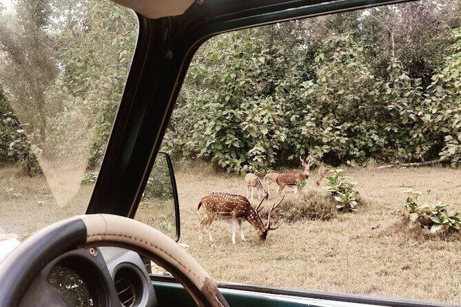 Panna Tiger Reserve National Park Jeep Safari from Khajuraho - Frequently Asked Questions